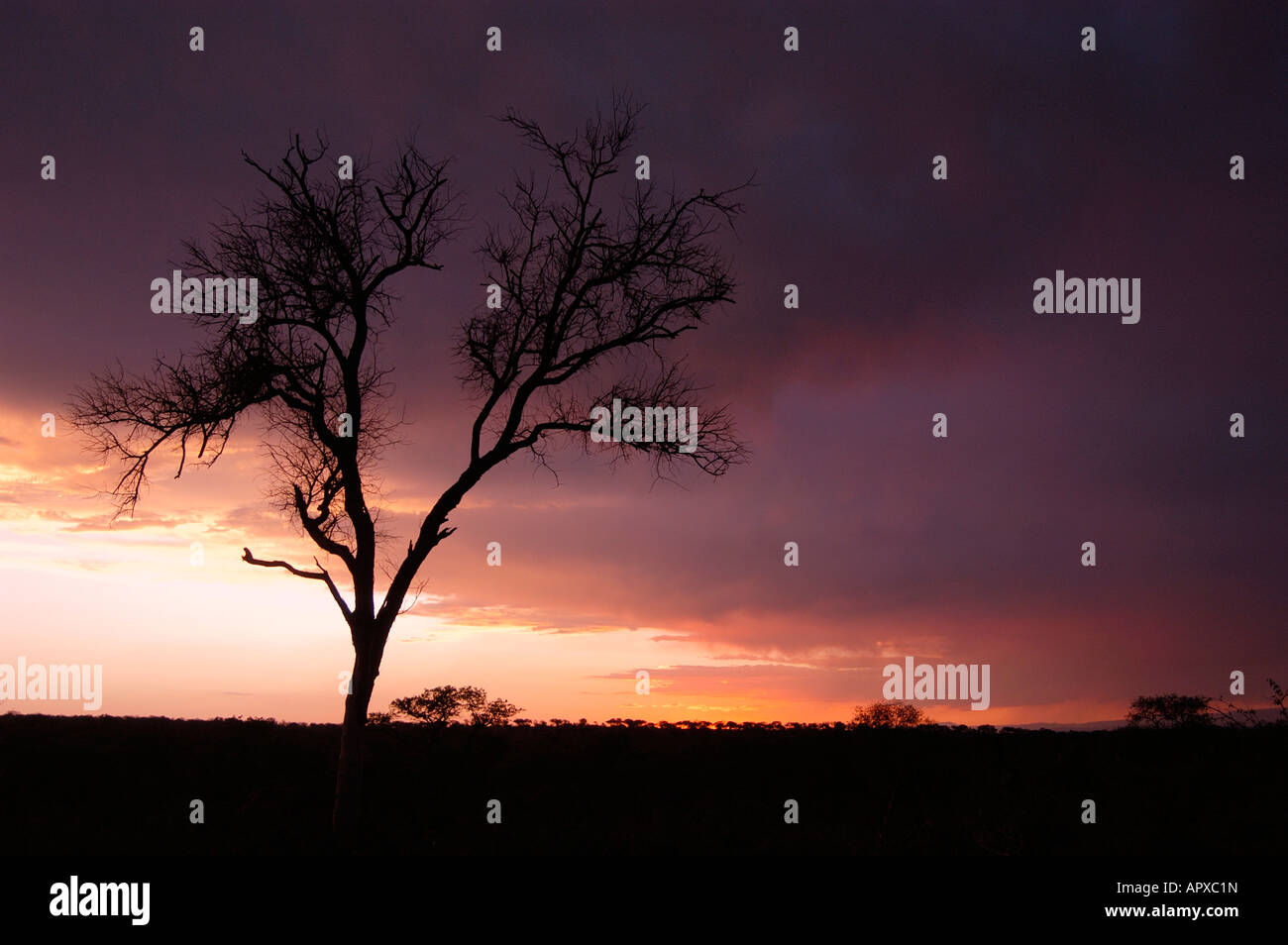 A tree silhouetted against the cerise sunset sky in the Sabi Sand Stock ...