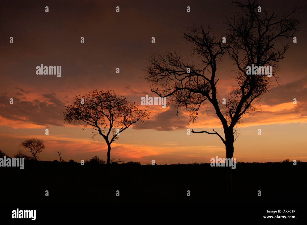 Sunset Sabi Sand Stock Photo - Alamy