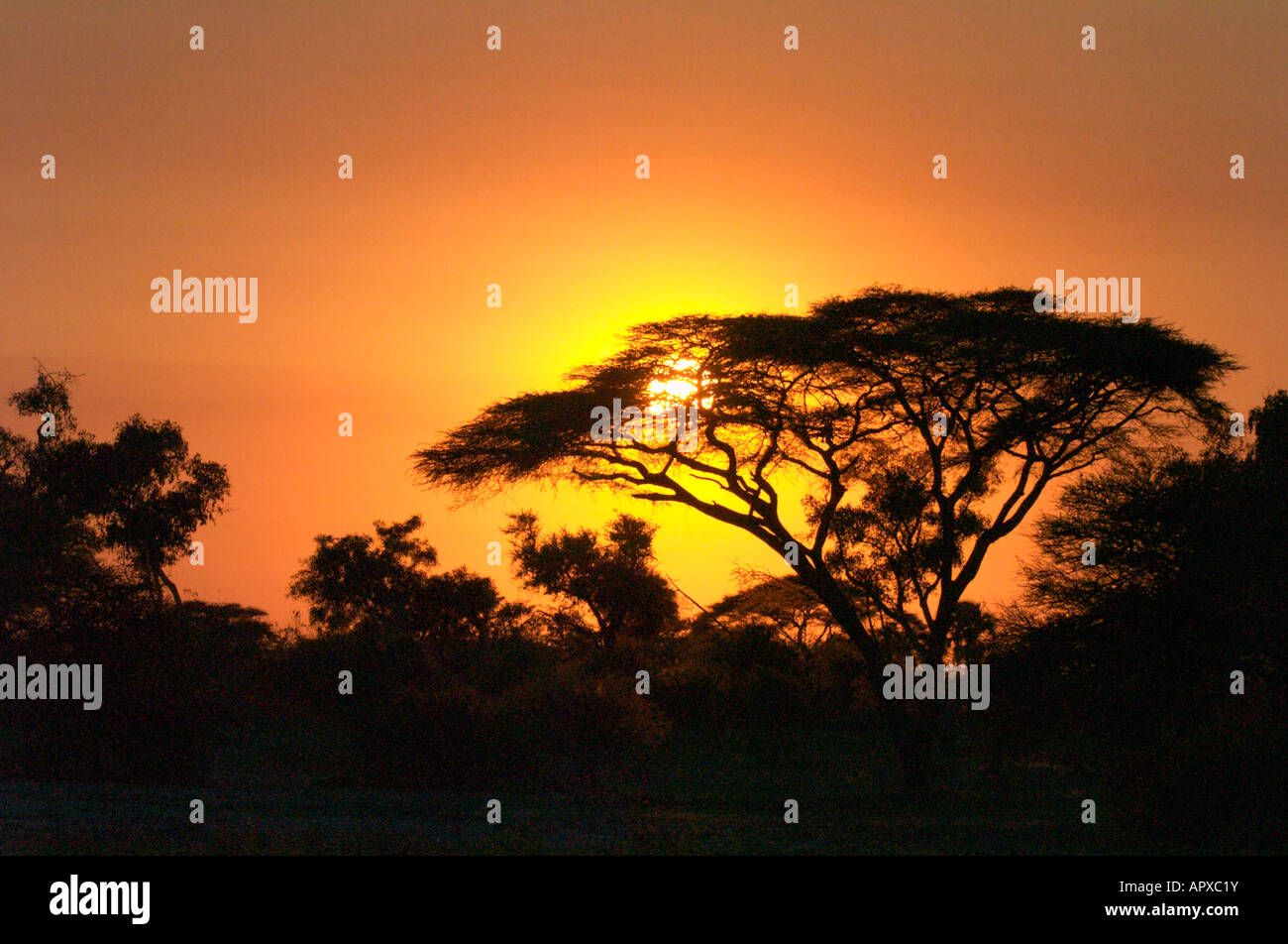 Silhouetted acacia tree in a classical bushveld sunset Stock Photo - Alamy