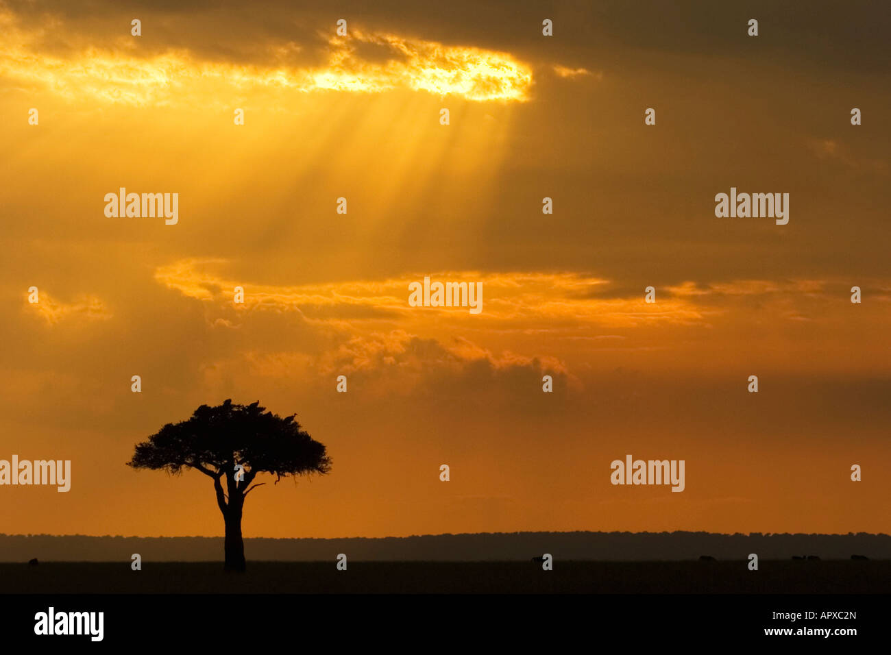Sunset and a lone savannah tree on the Mara plains Stock Photo - Alamy