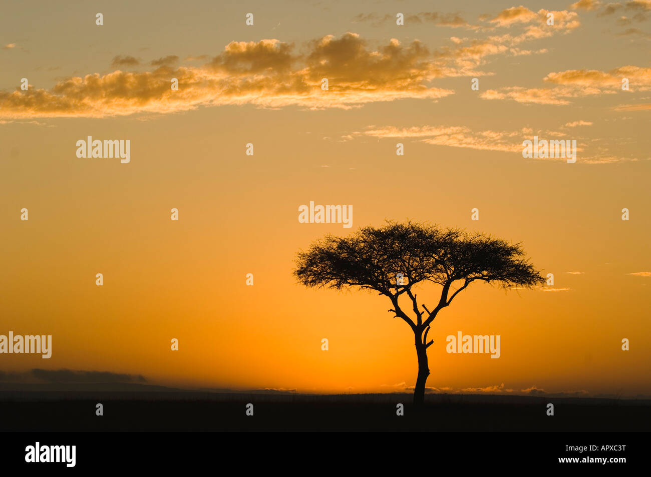 Lone tree at sunset Stock Photo - Alamy
