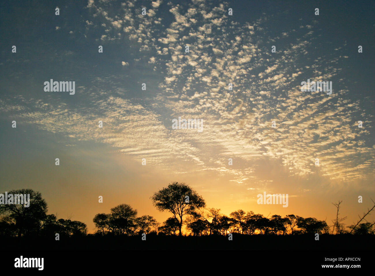 Moody bushveld silhouette sunset hi-res stock photography and images ...
