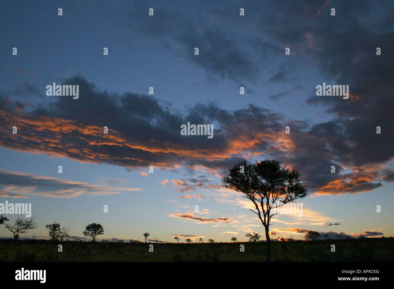 Sunset over the bushveld with illuminated clouds Stock Photo - Alamy