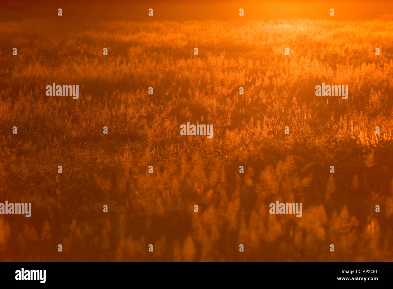 Kalahari colours hi-res stock photography and images - Alamy