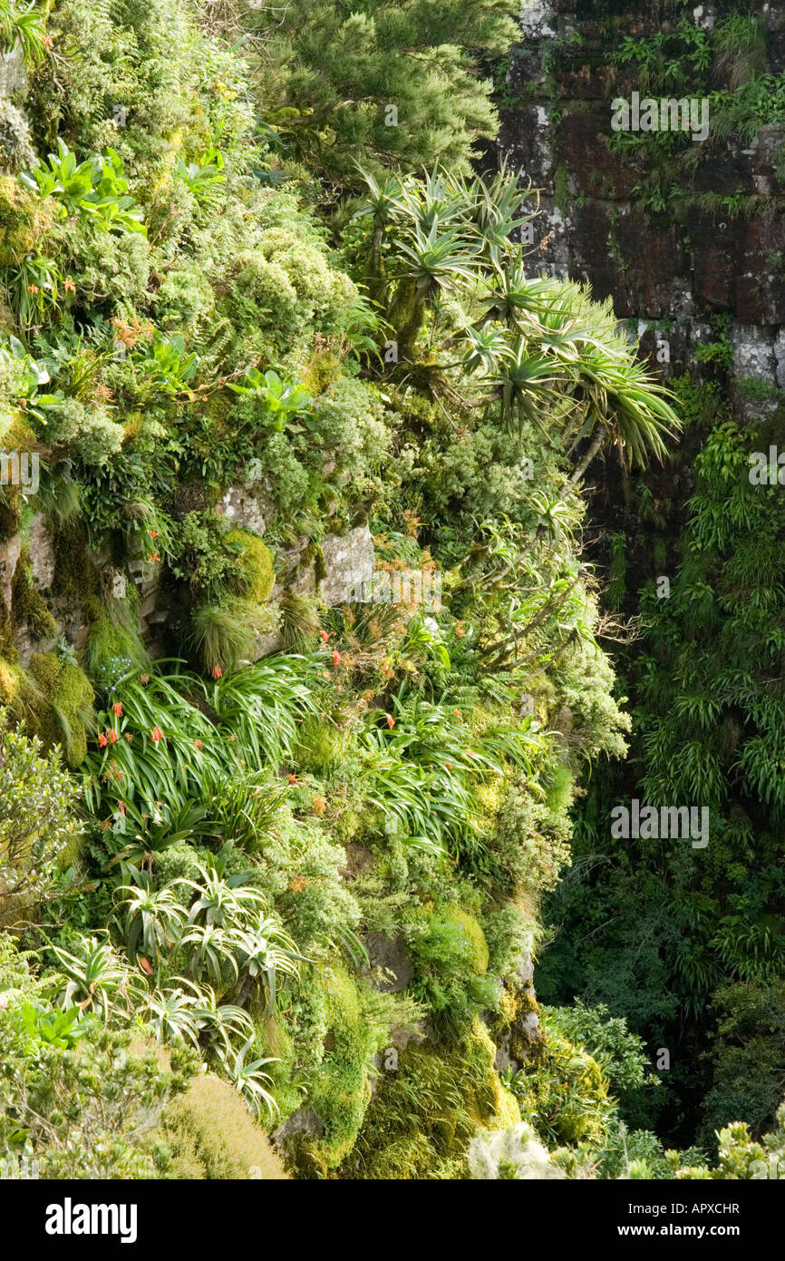 Rock wall vegetation at God's Window Stock Photo - Alamy