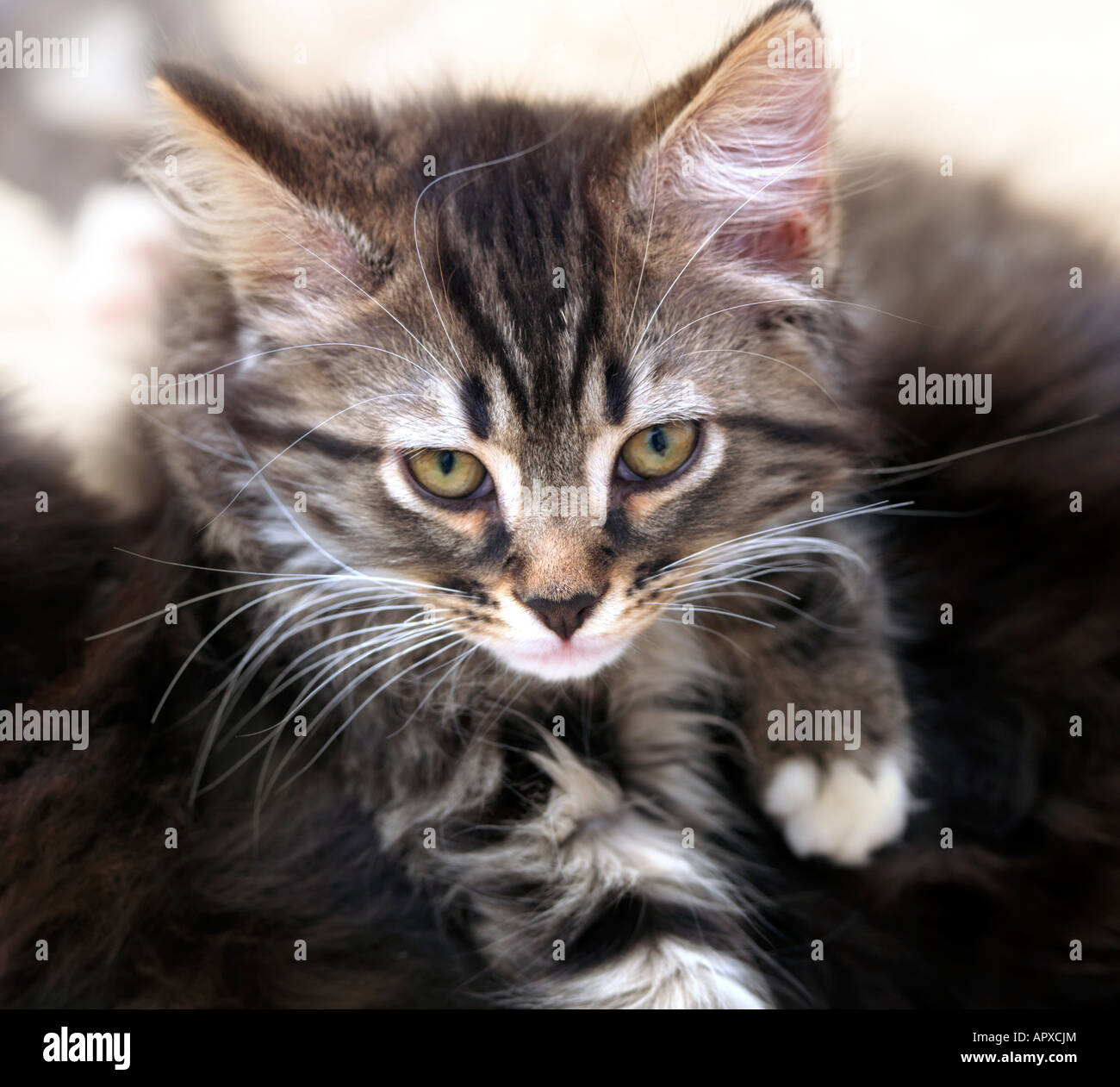 Kitten Silver Tabby Stock Photo - Alamy