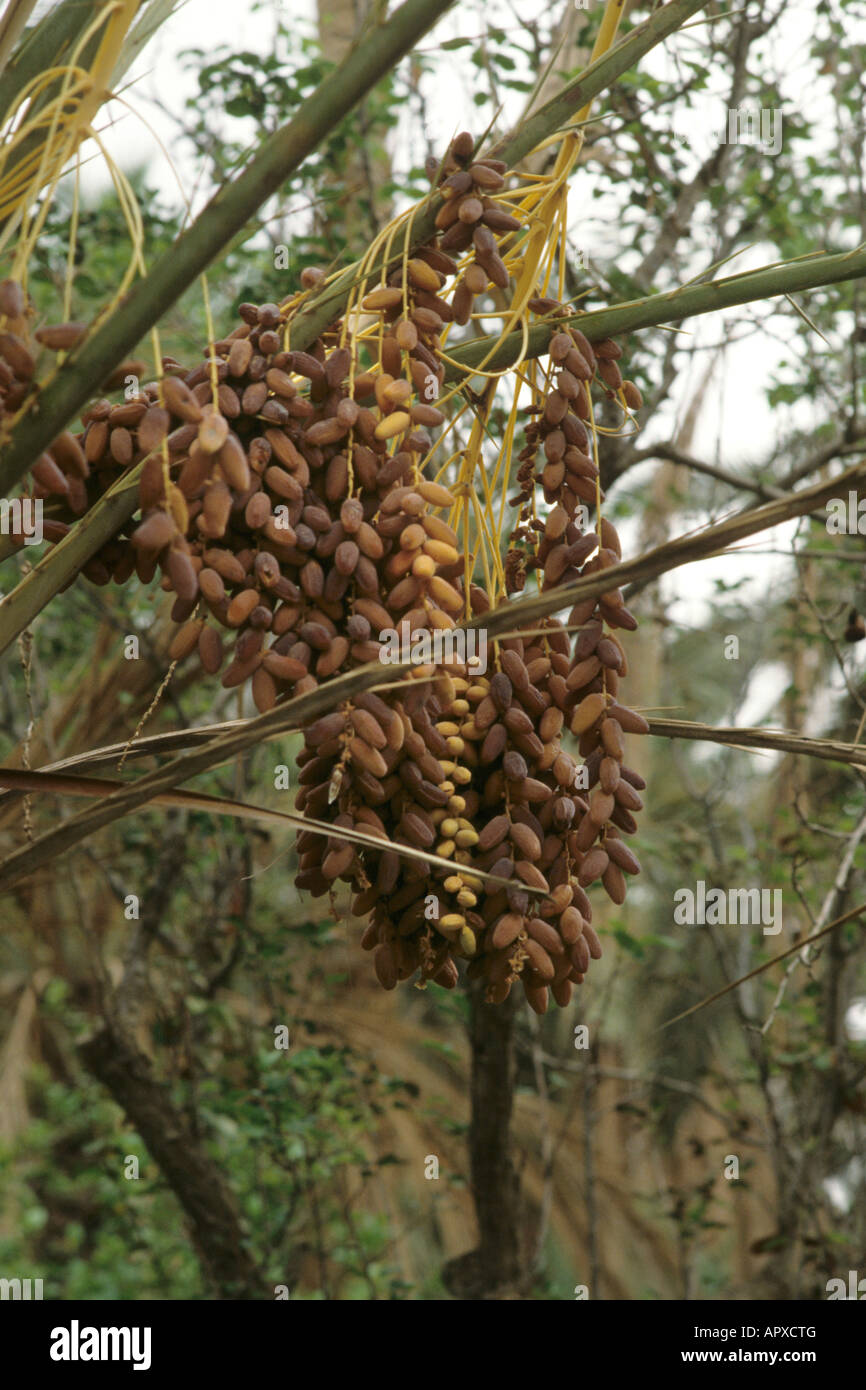 Large clusters of Dates on date palm at Nafta Stock Photo - Alamy