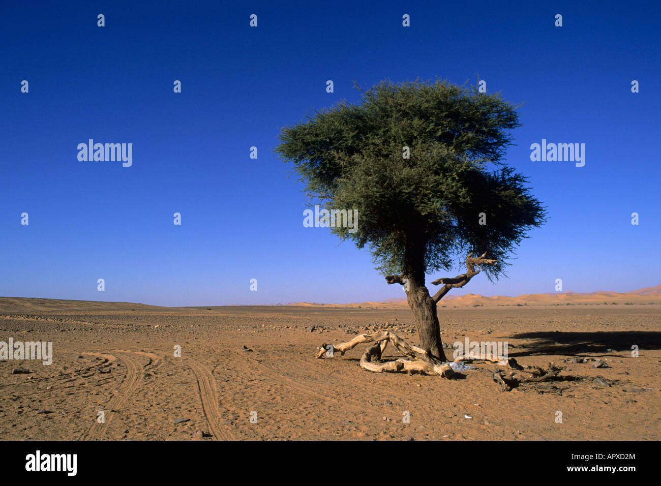A tree in the Sahara Algerian Stock Photo - Alamy