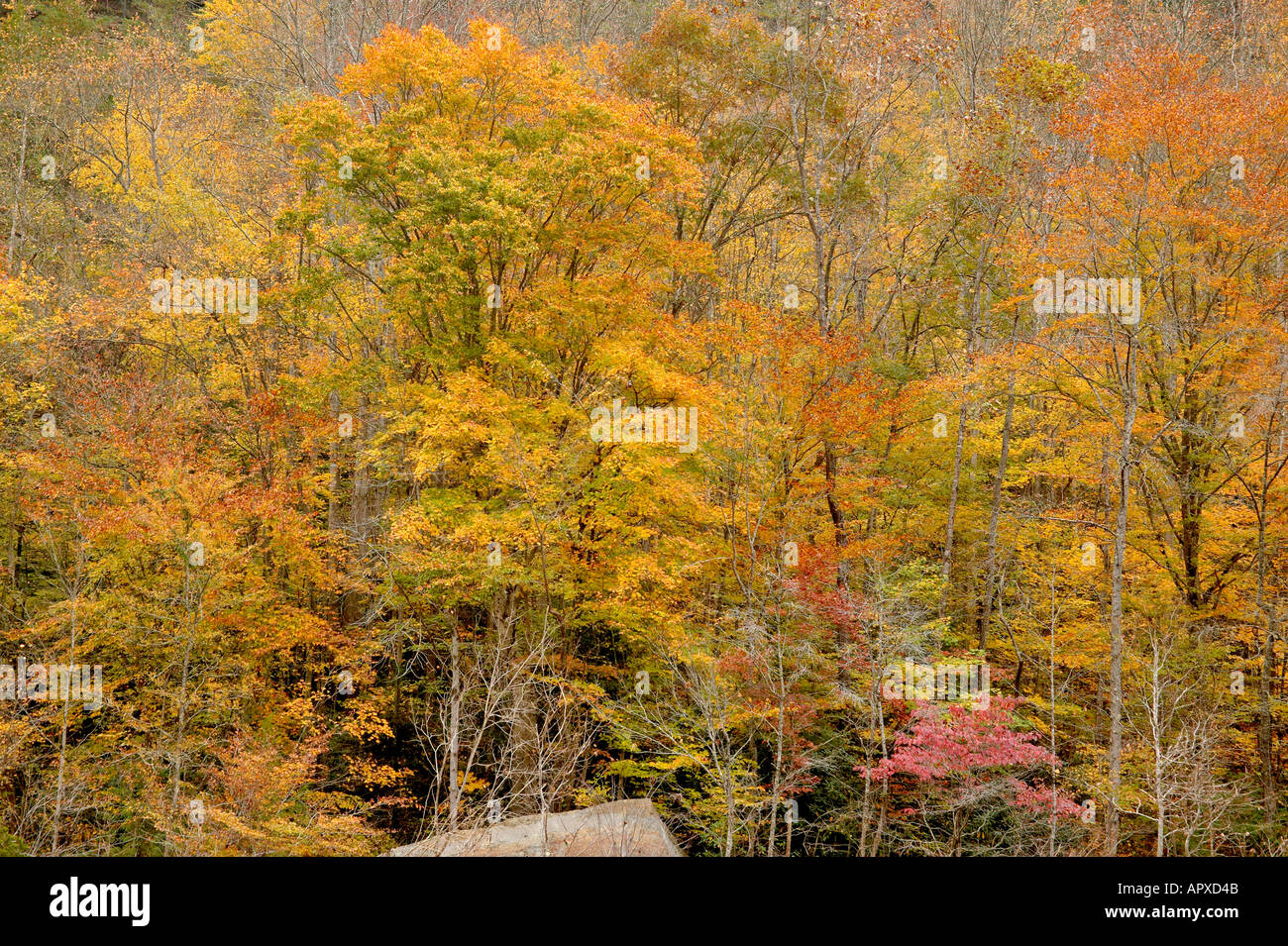 Fall Scene along the Big South Fork River Stock Photo - Alamy
