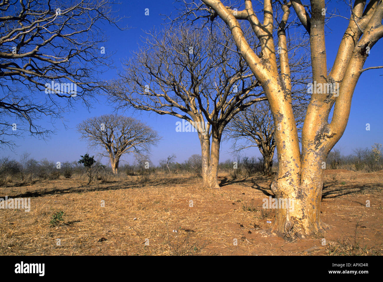 Scenic landscape with unidentified trees near the border of Namibia ...