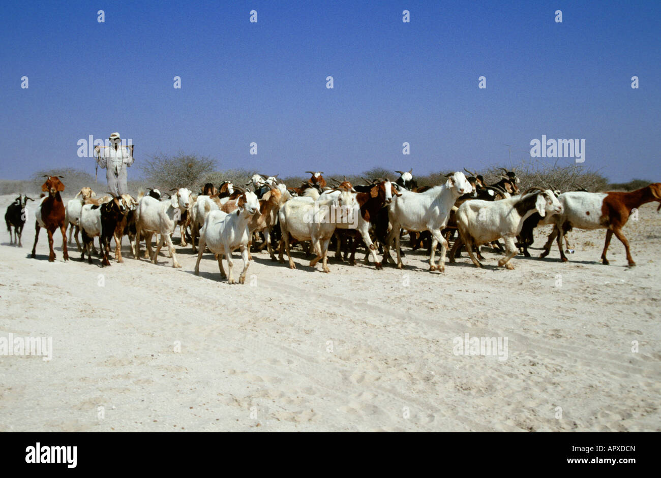 Goat herd flock and herder walking near Rakops in central Kalahari ...