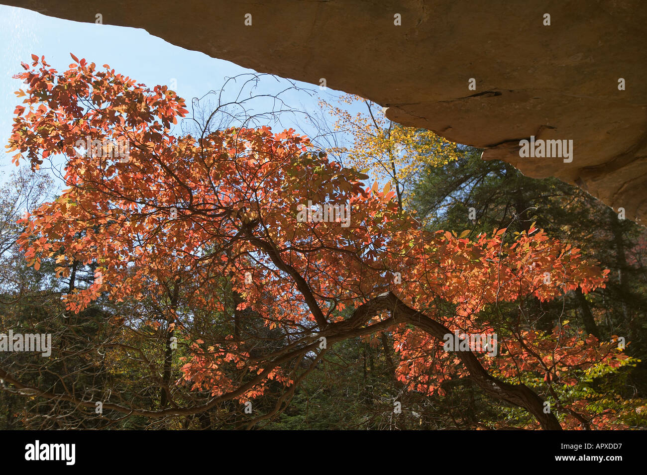 Fall colored tree and Rock overhang in fall on the Cumberland Plateau ...