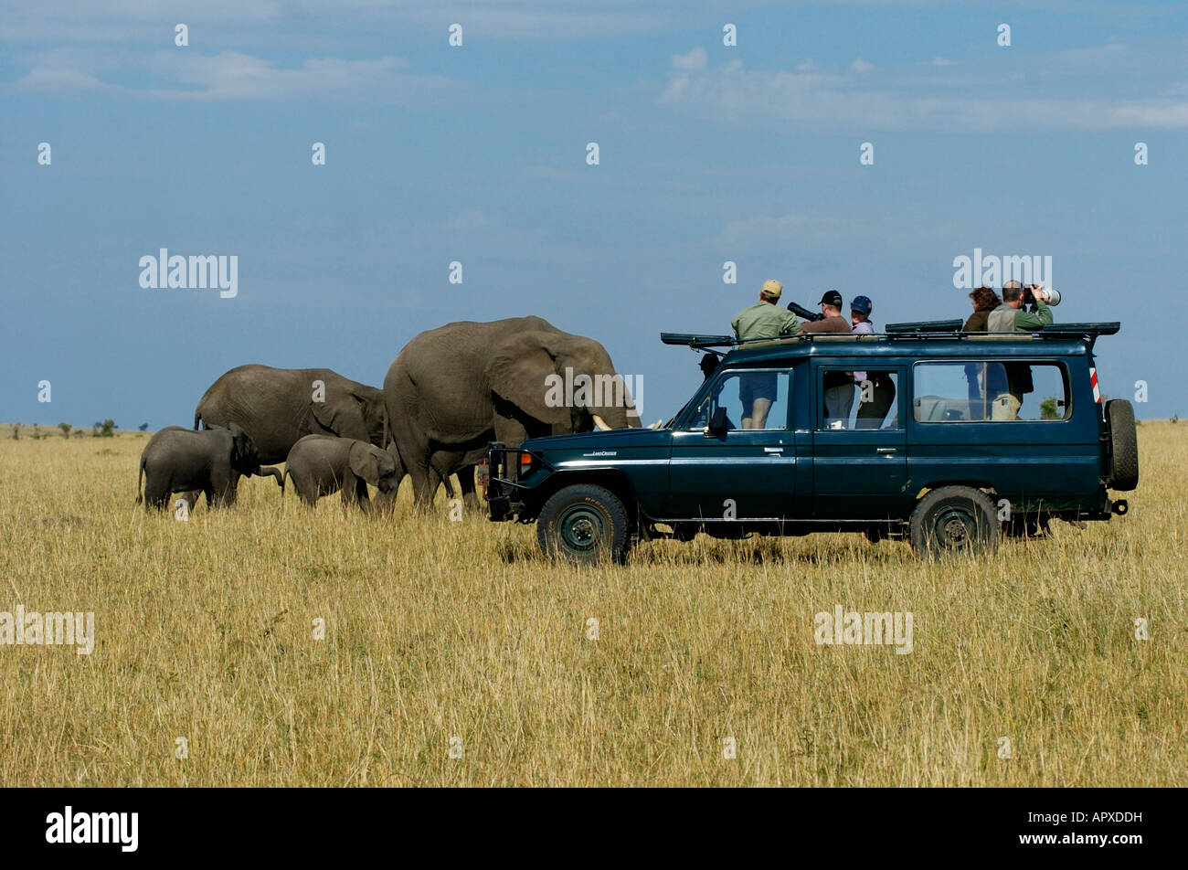 Tourists in game viewing vehicle watching elephant Stock Photo - Alamy