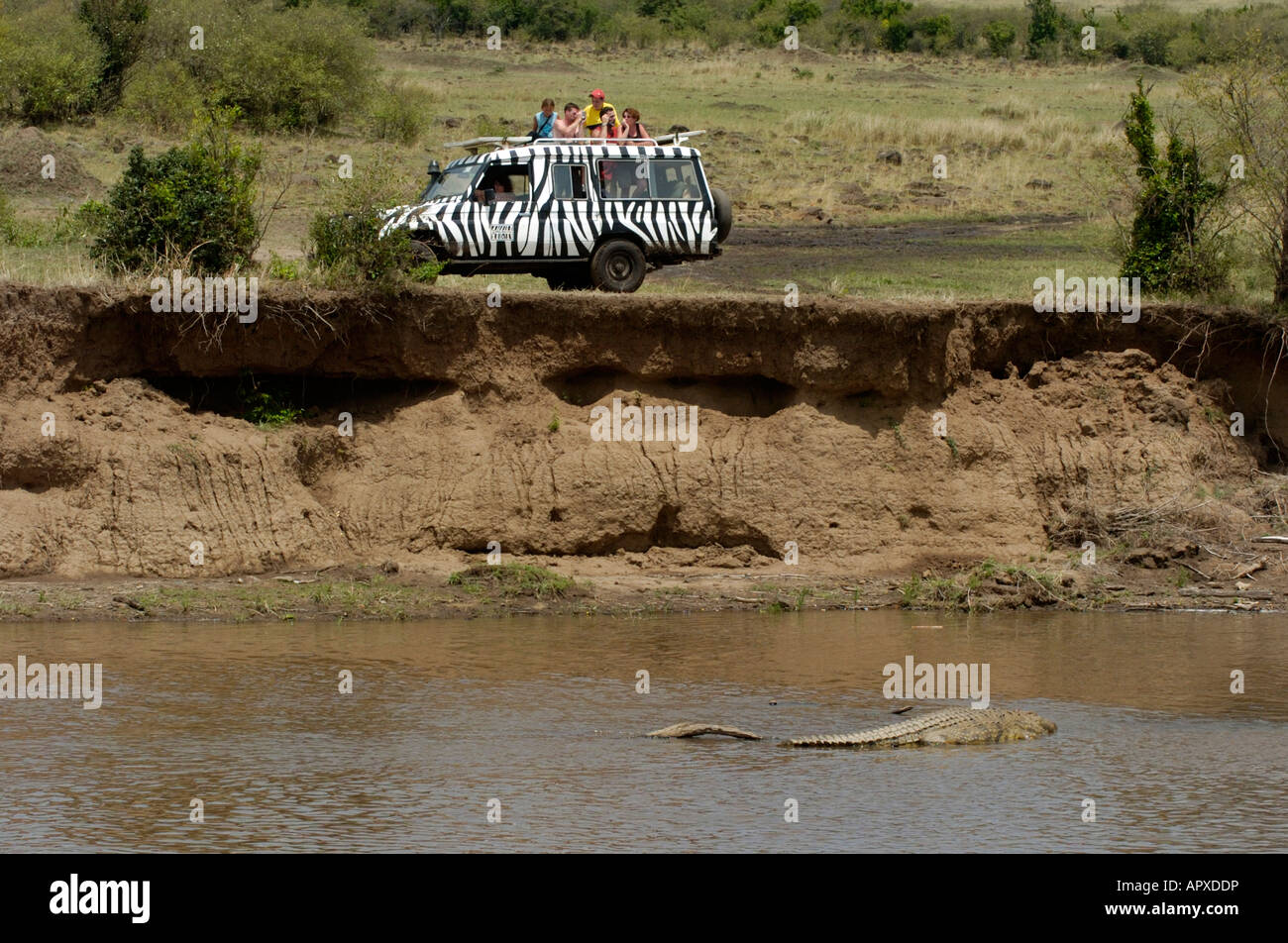 Tourists in zebra-striped game viewing vehicle looking at crocodile in ...