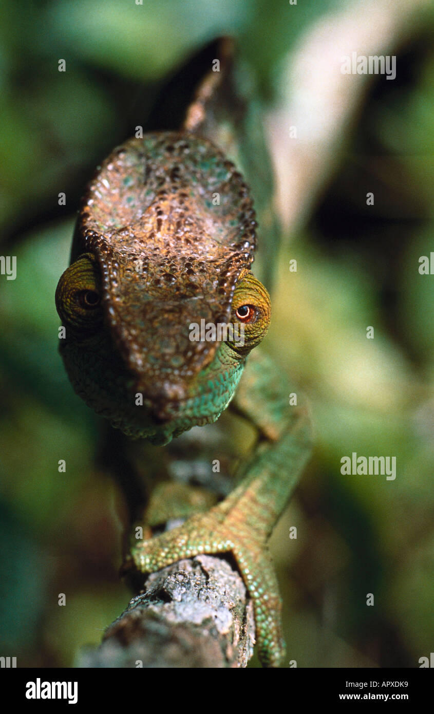 Parson's Chameleon female, Madagascar Stock Photo - Alamy