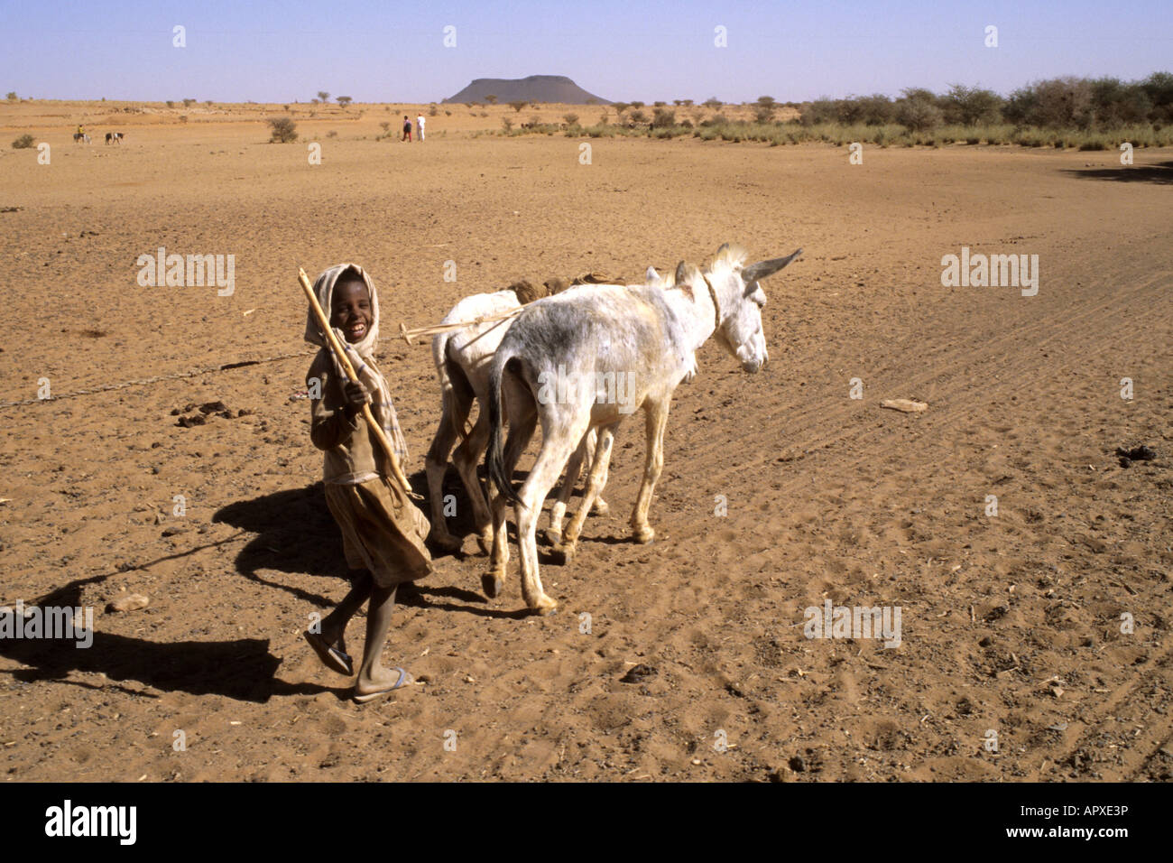 Two mules hi-res stock photography and images - Alamy