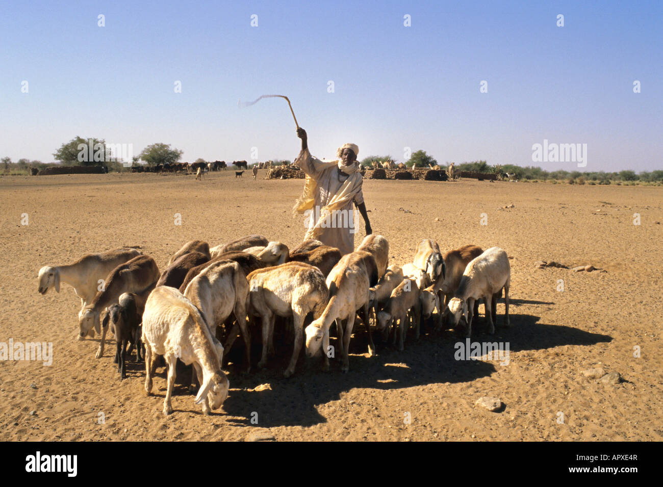 goat herder goats desert Naga Sudan livesock tough Stock Photo - Alamy