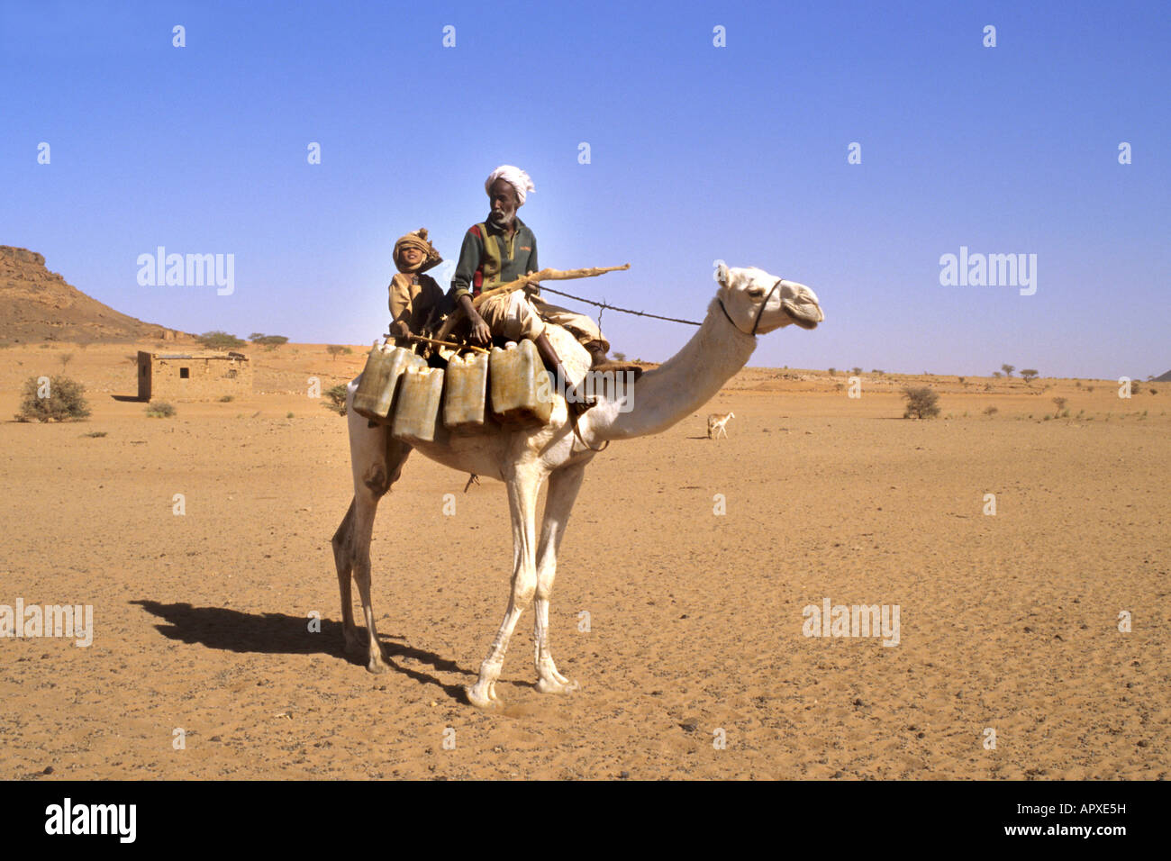 An elderly Nomad and a little child sit on top of a camel fully laden ...