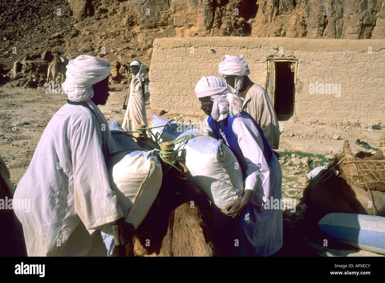 Three Bisharin Nomads load goods on to the back of a camel Stock Photo ...