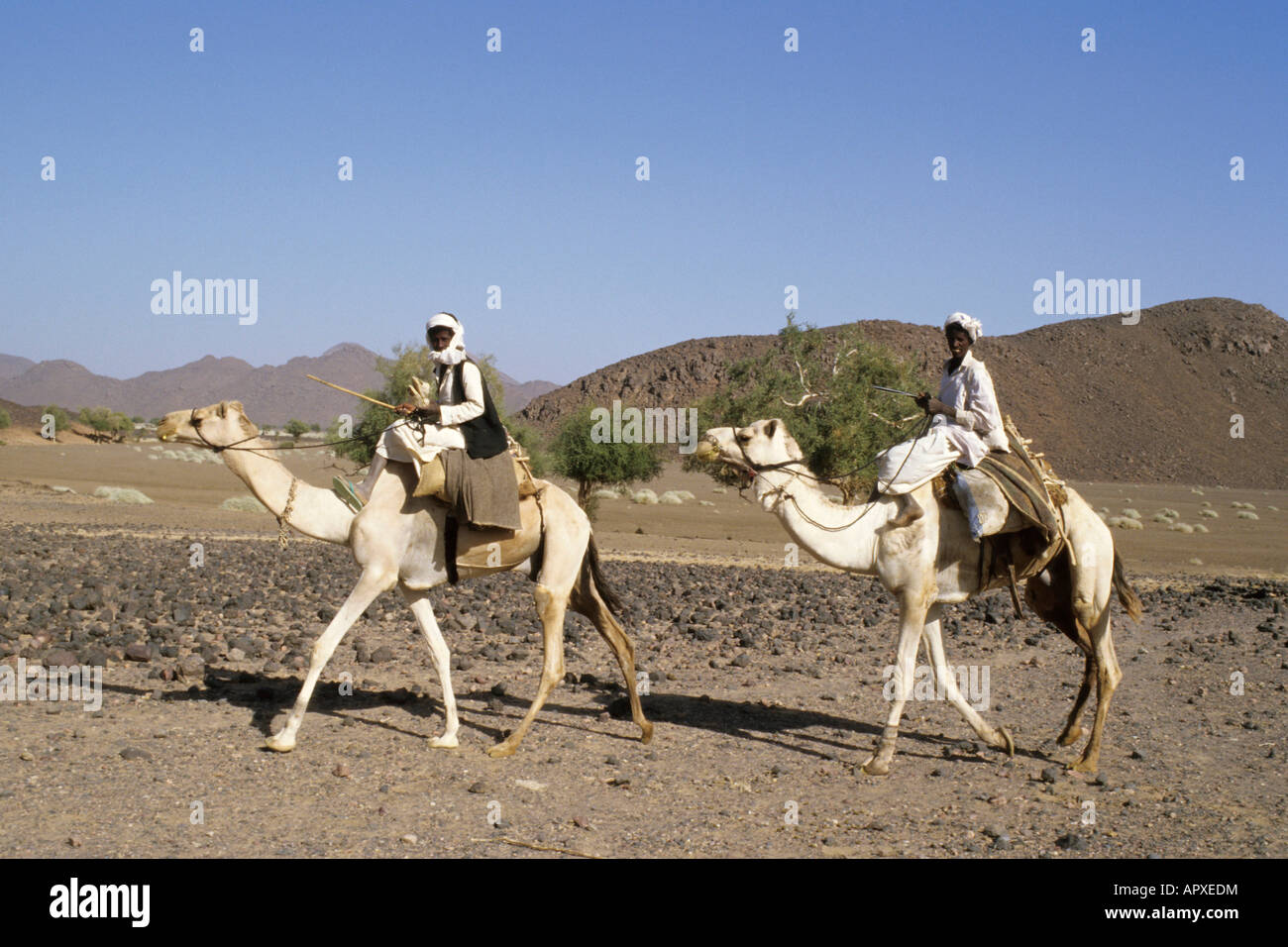 Two Bisharin Nomads on their camels Stock Photo - Alamy