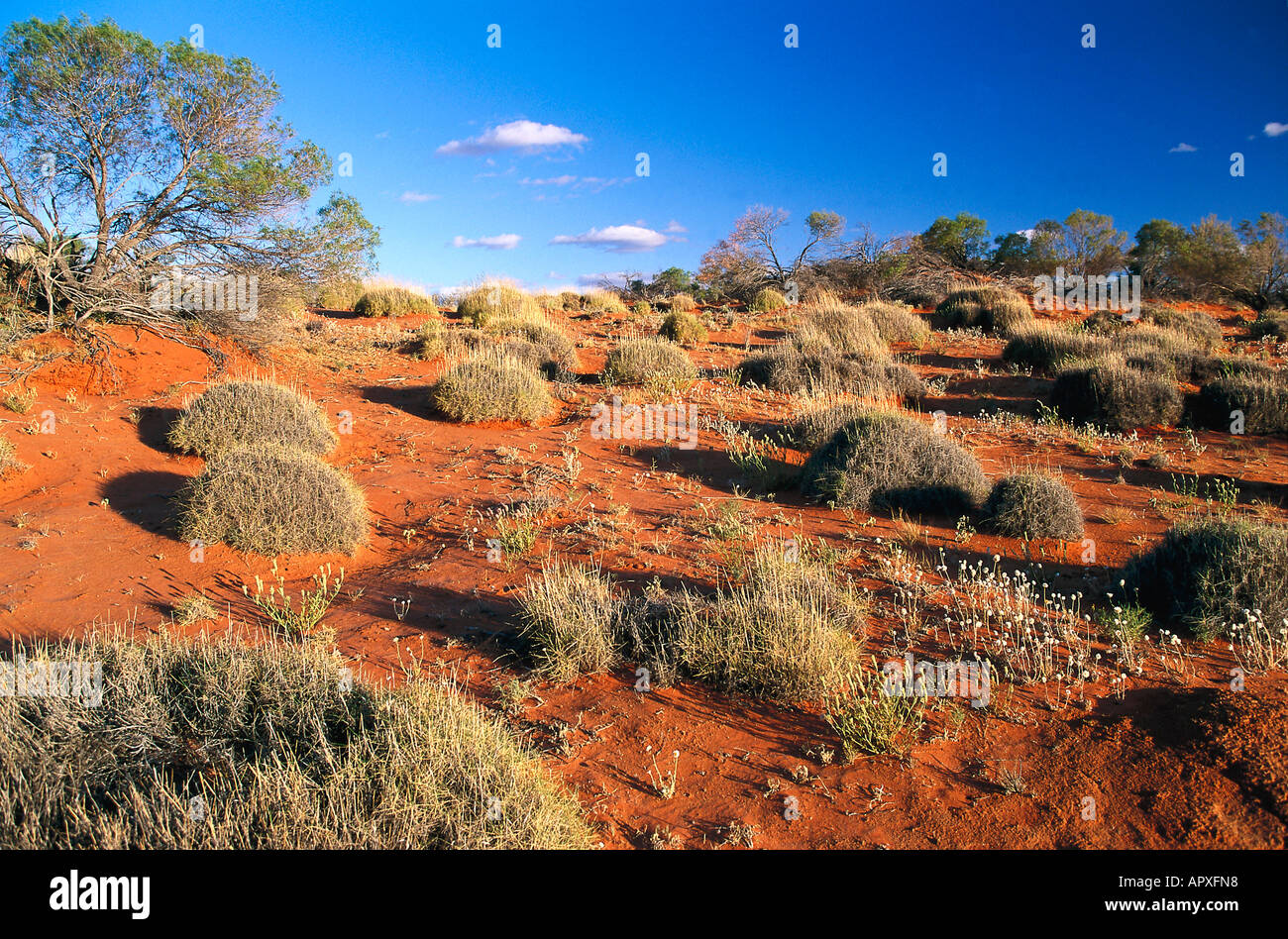 Spinifex grass hi-res stock photography and images - Alamy