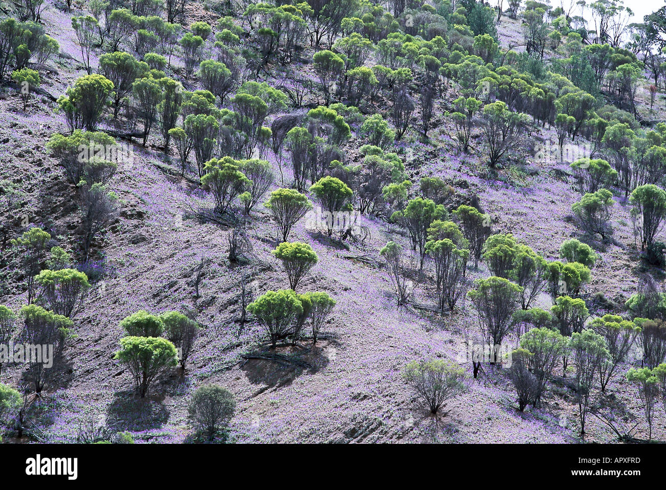 Umbrella wattle shrubs, Flinders Ranges National Park, South Australia ...