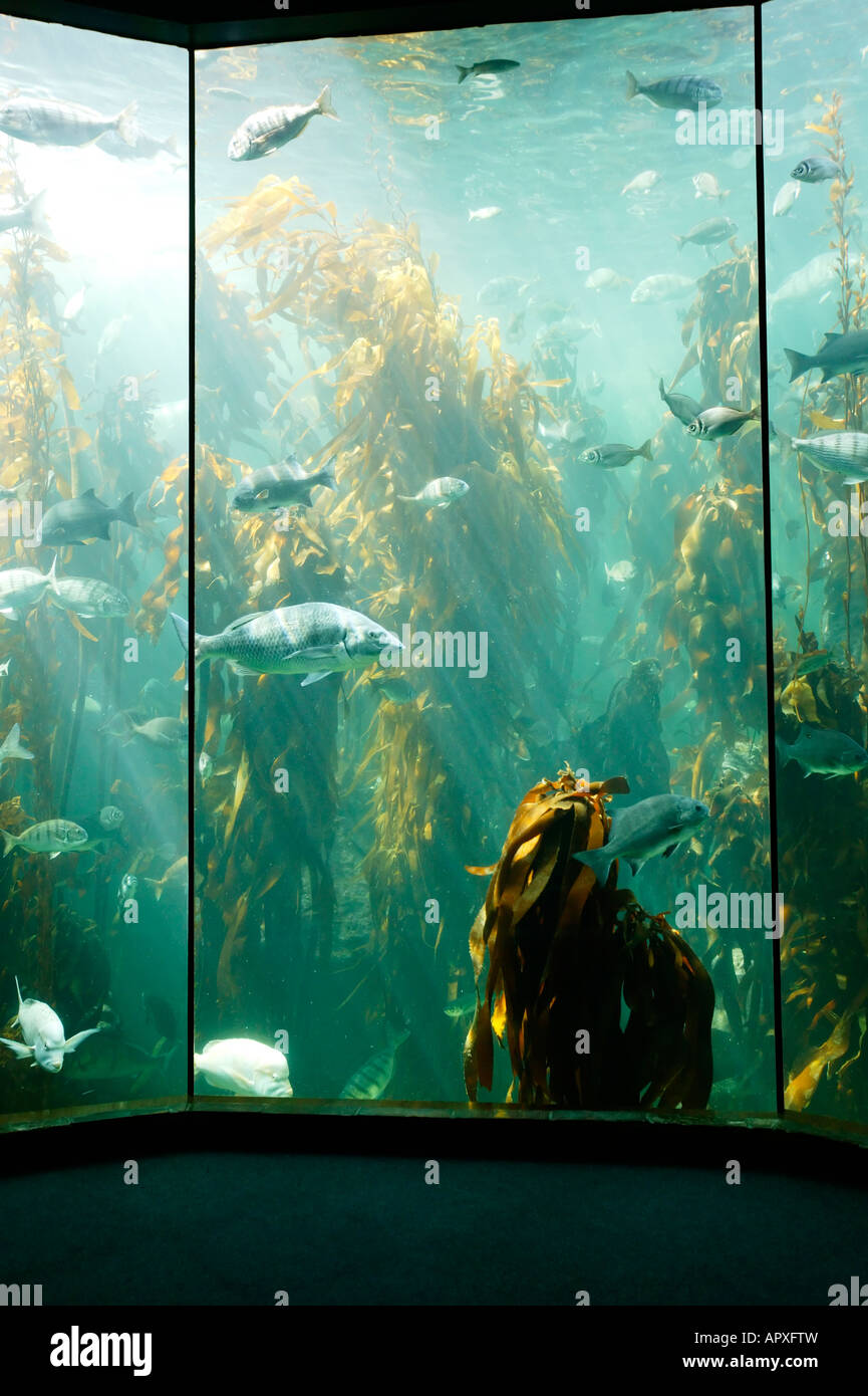 Aquarium saltwater tank hi-res stock photography and images - Alamy