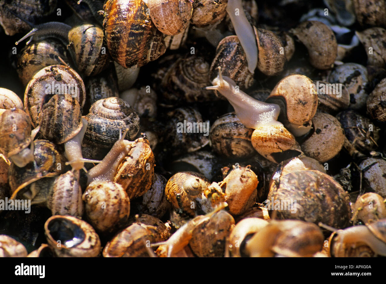 Snails food mallorca hi-res stock photography and images - Alamy