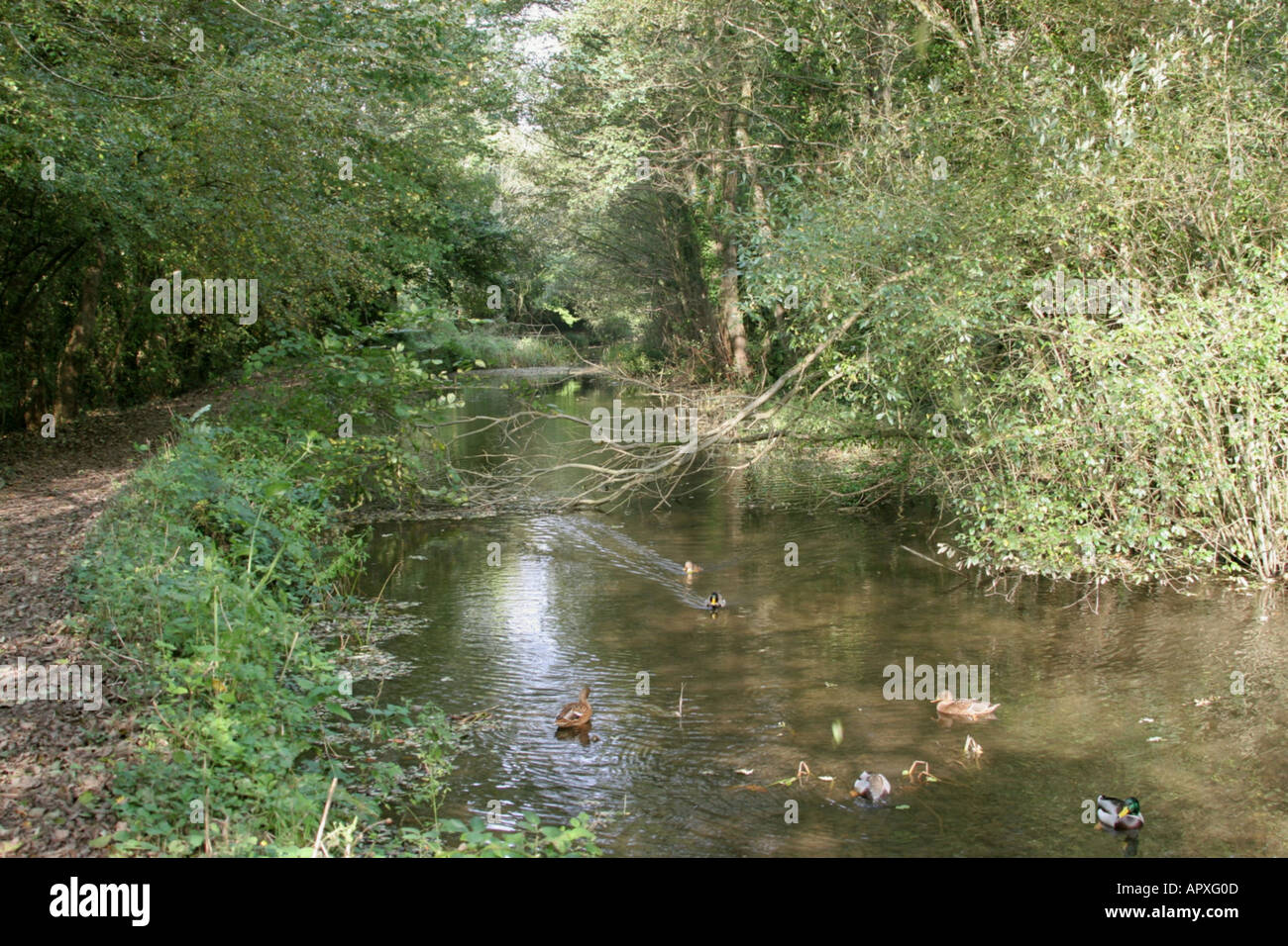 Glamorganshire canal nature reserve hi-res stock photography and images ...