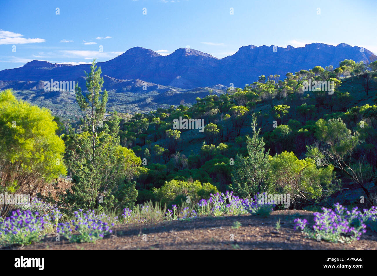 View to the mountains, Flinders Ranges NP South Australia Stock Photo ...
