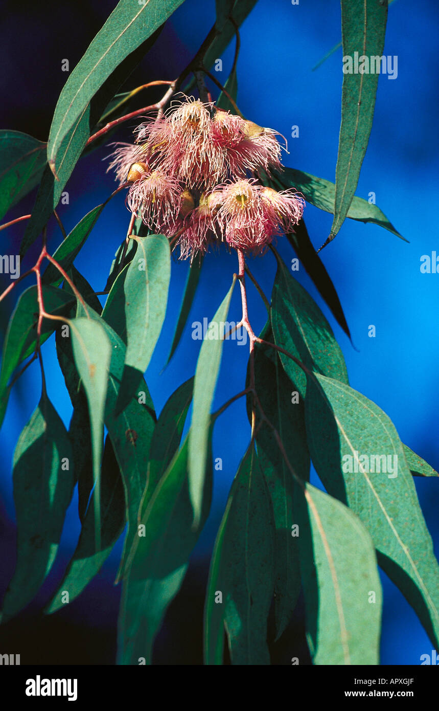 Eucalyptus Blossom Stock Photos & Eucalyptus Blossom Stock Images - Alamy