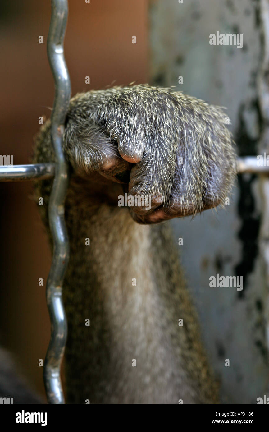 Hand of a Mandrill in cage Stock Photo - Alamy