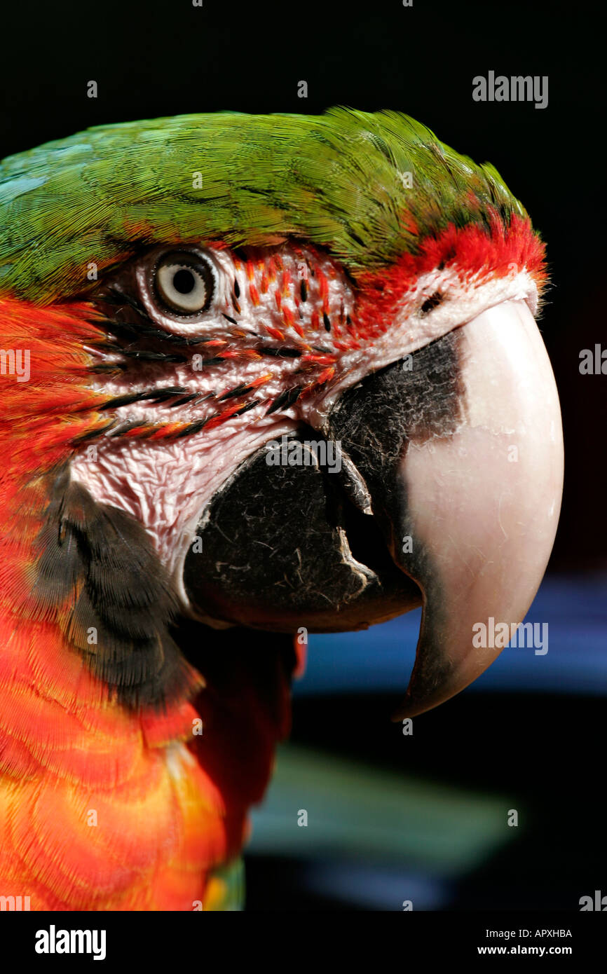 Hybrid ara cross between Ara macao and chloroptera Stock Photo - Alamy