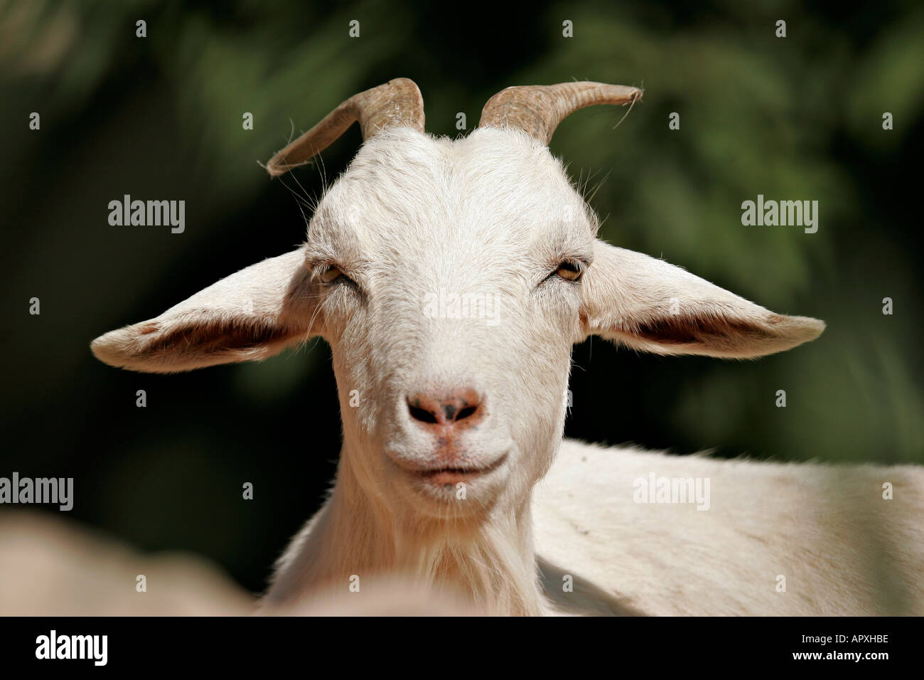White goat hi-res stock photography and images - Alamy
