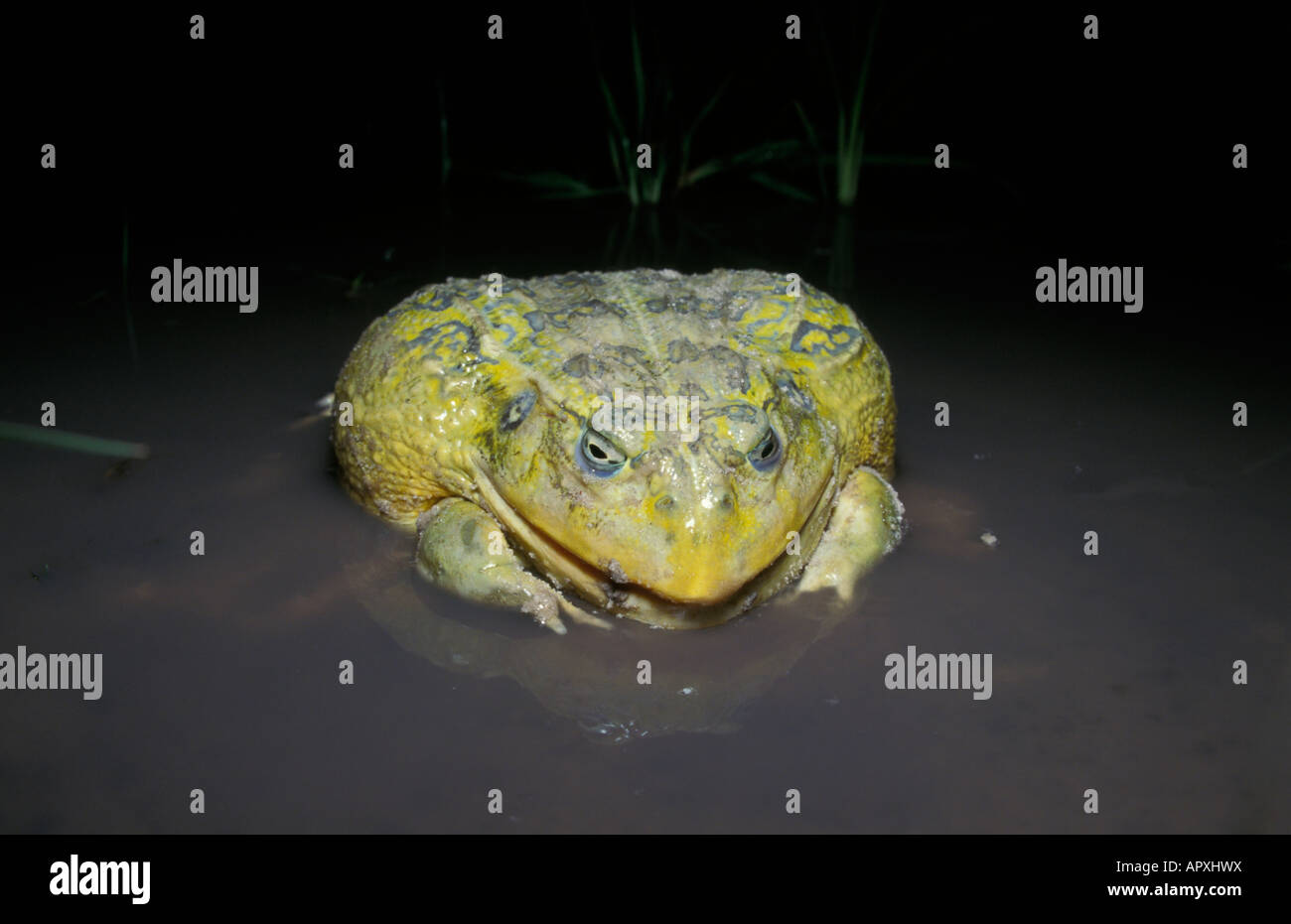 Giant bullfrog hi-res stock photography and images - Alamy