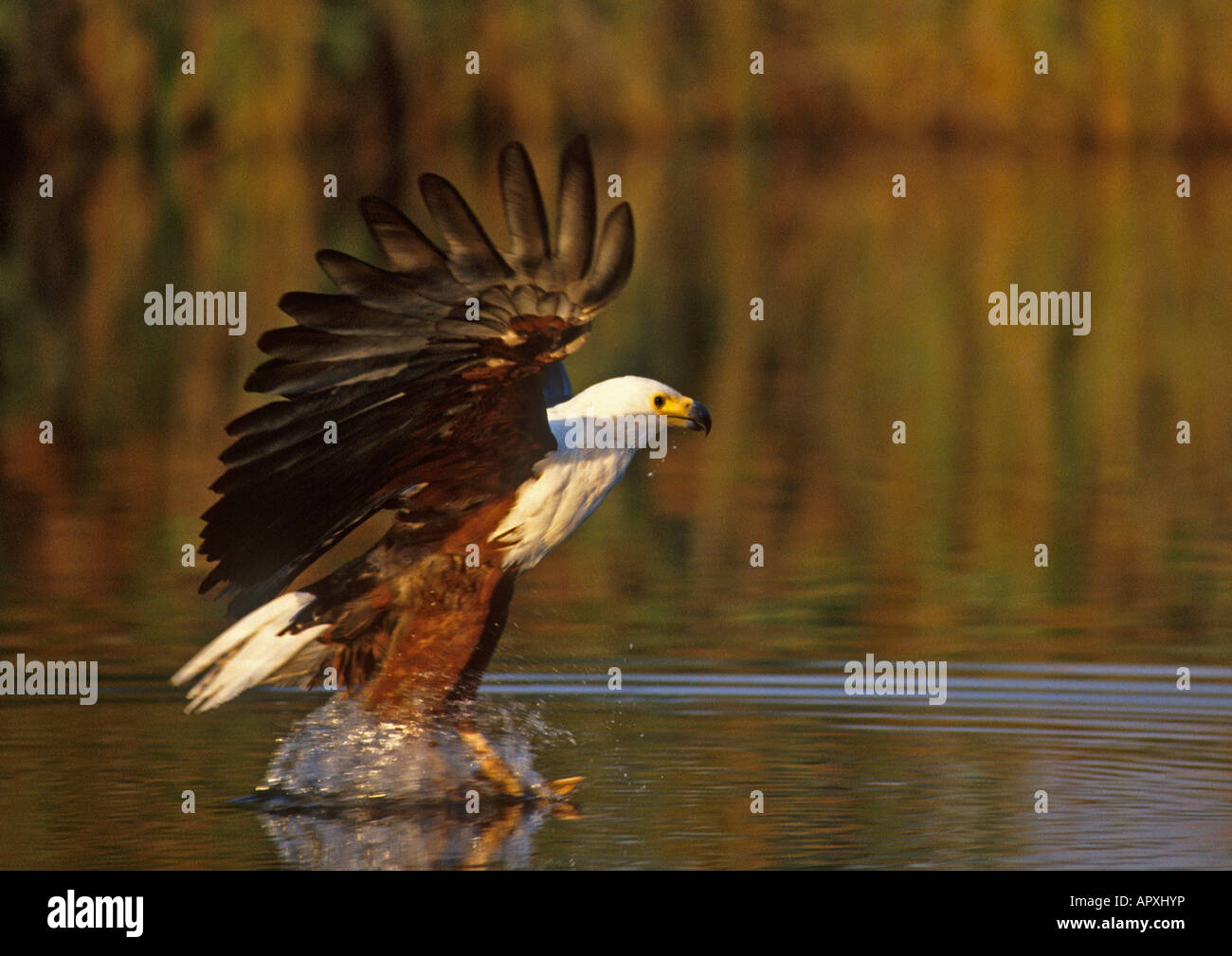 Fish eagle snatching a fish from the water Stock Photo - Alamy