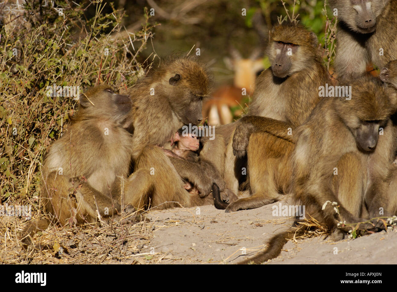 Close-up of Chacma baboon family relaxing in the sun Stock Photo - Alamy