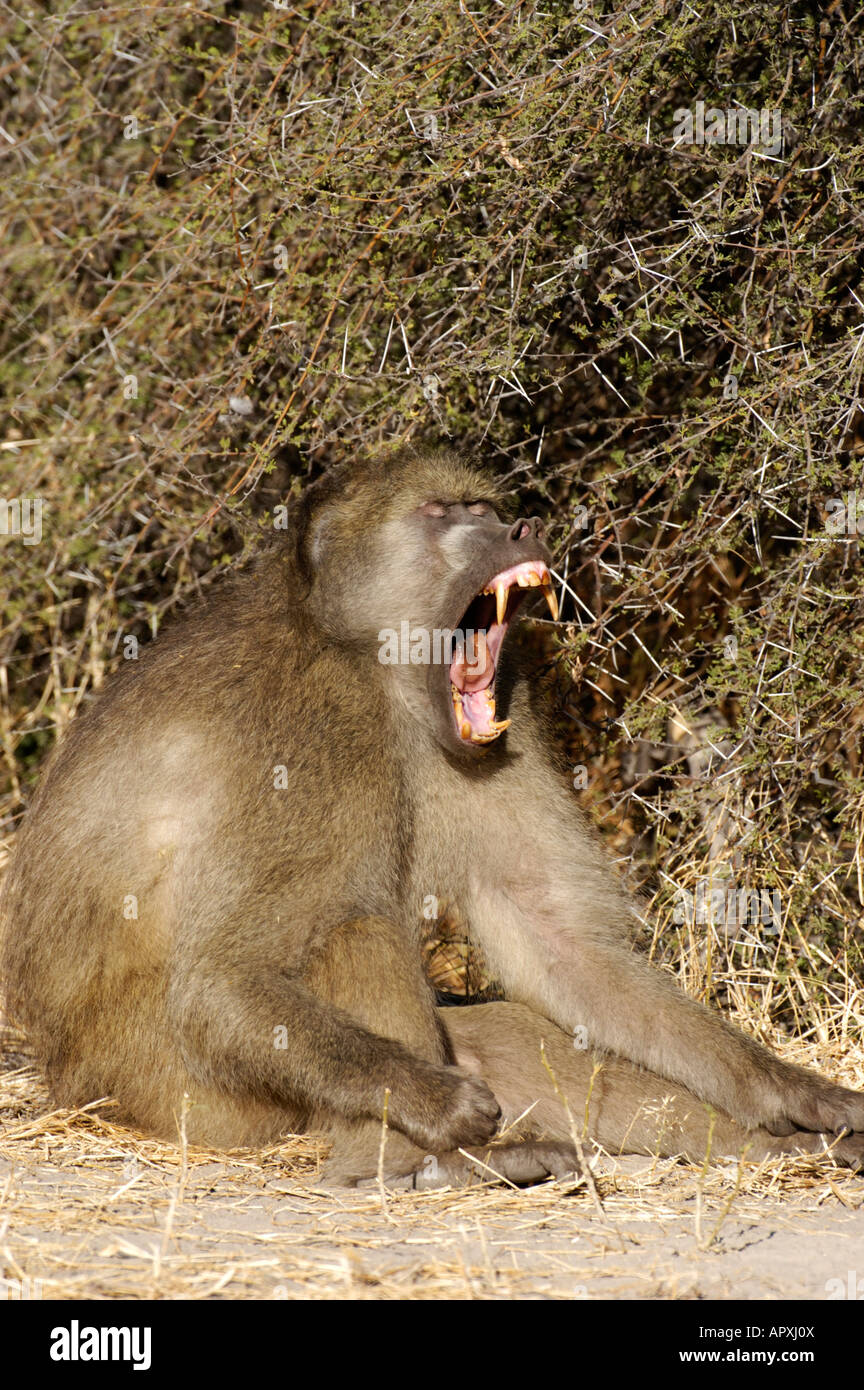 Chacma Baboon Teeth