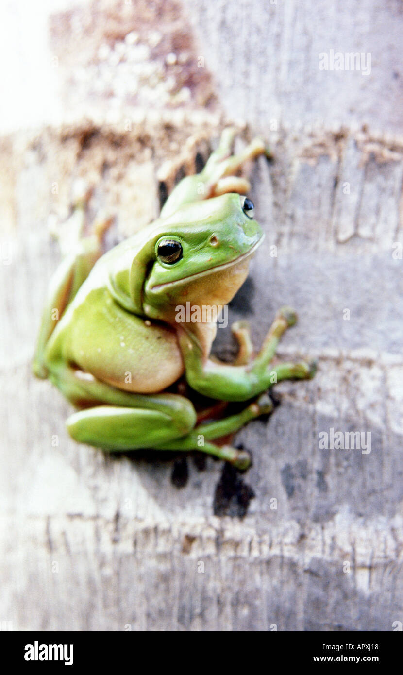 Single frog hi-res stock photography and images - Alamy