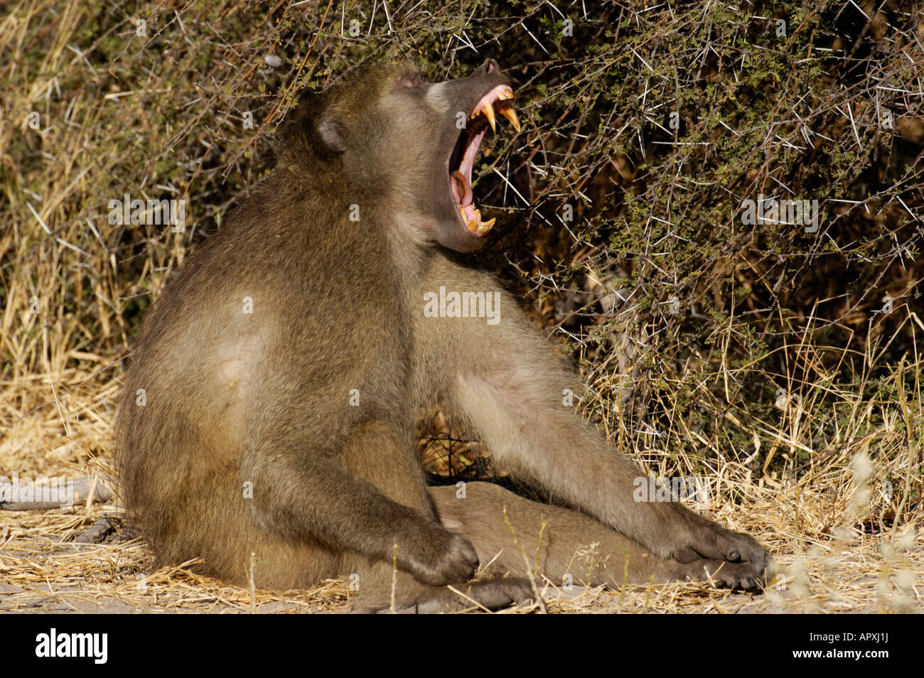 Chacma baboon teeth hi-res stock photography and images - Alamy