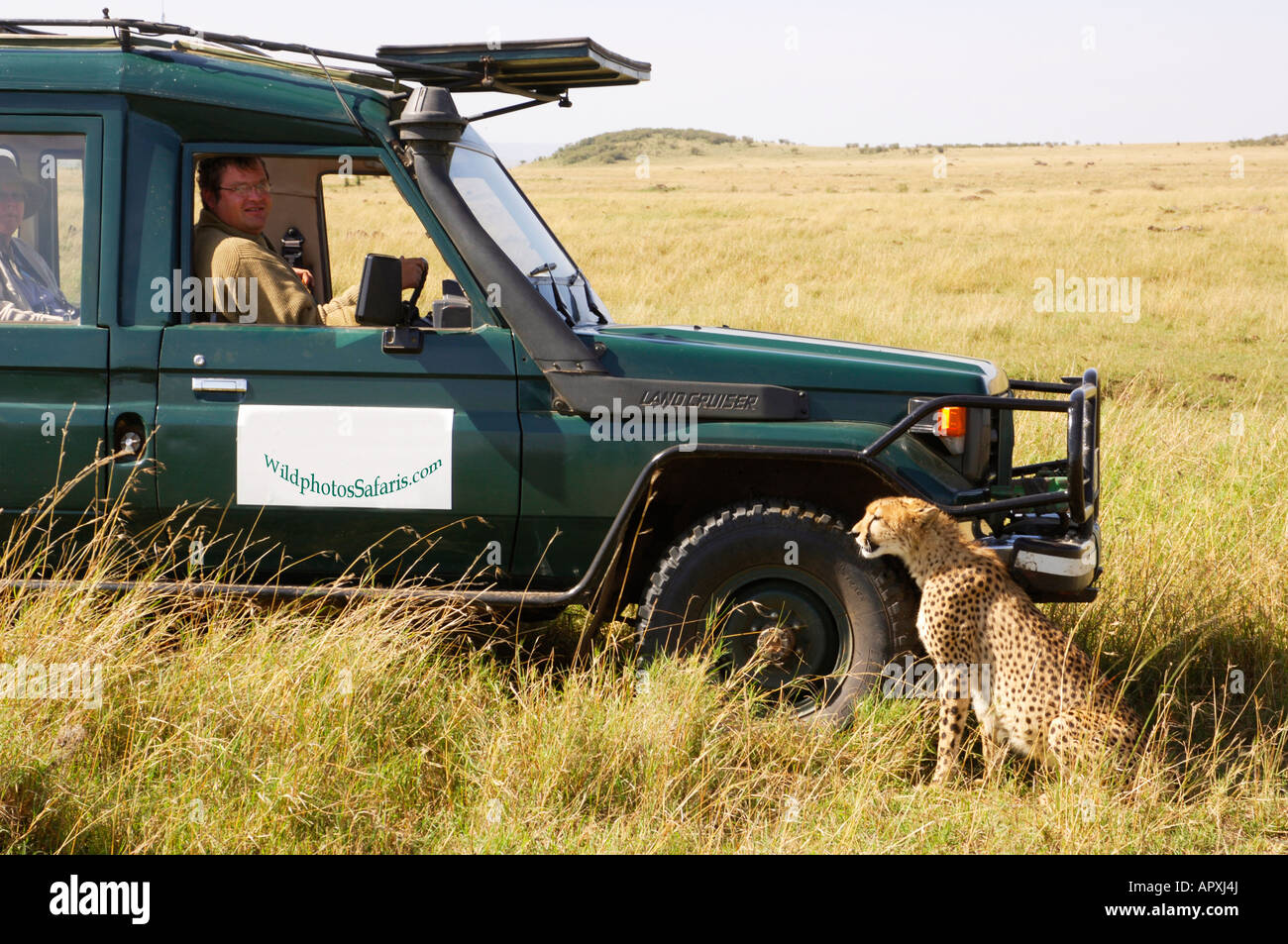 Tourists view a cheetah sitting close to their game drive vehicle Stock ...