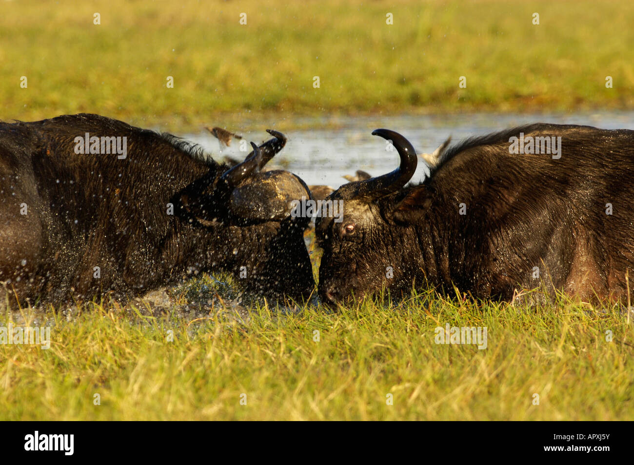 Two buffalo bulls fighting in the water Stock Photo - Alamy