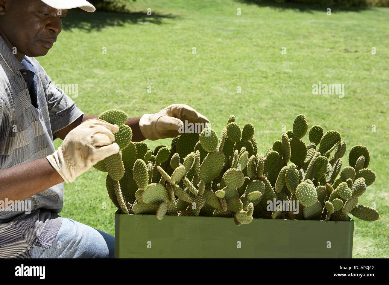 Trimming cactus hi-res stock photography and images - Alamy