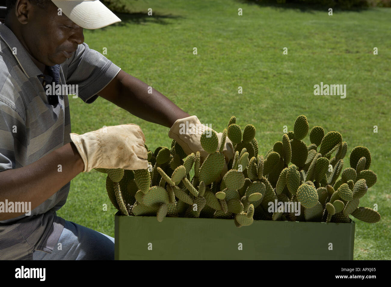Trimming cactus hi-res stock photography and images - Alamy
