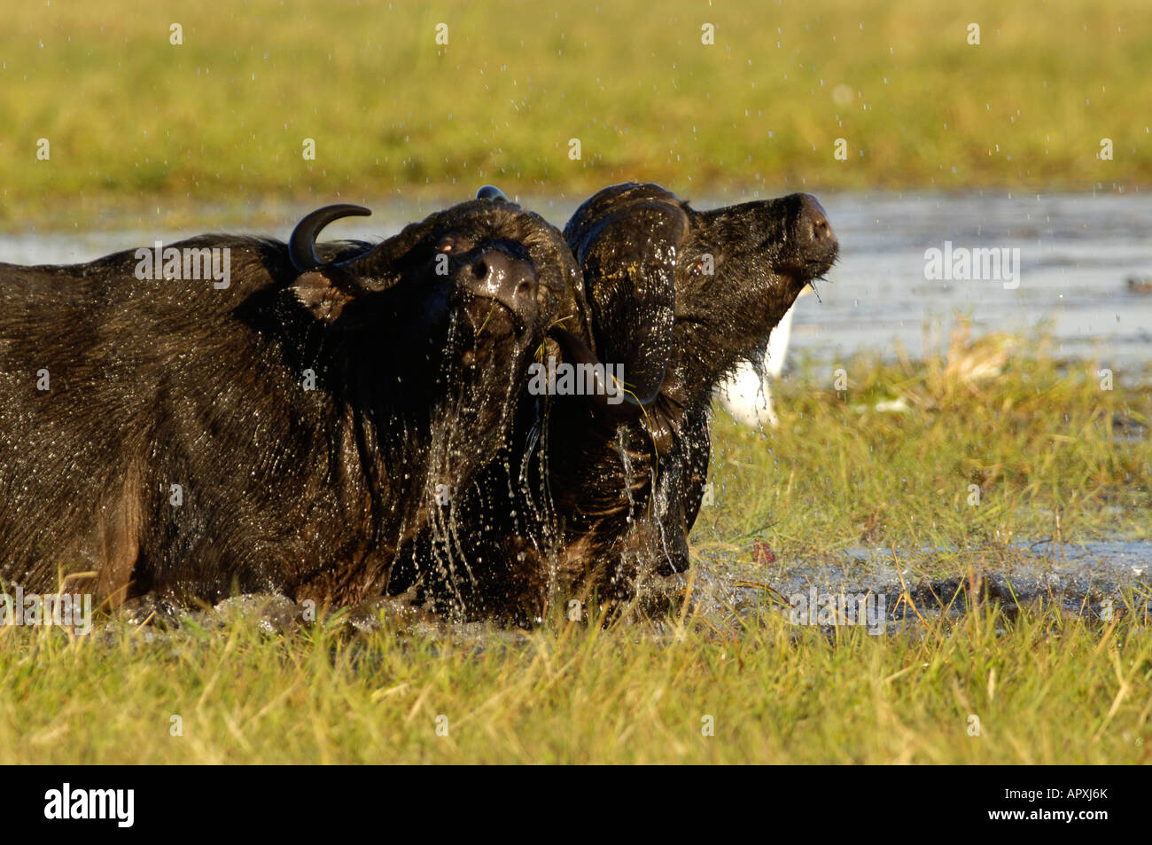 Two buffalo bulls fighting in the water Stock Photo - Alamy