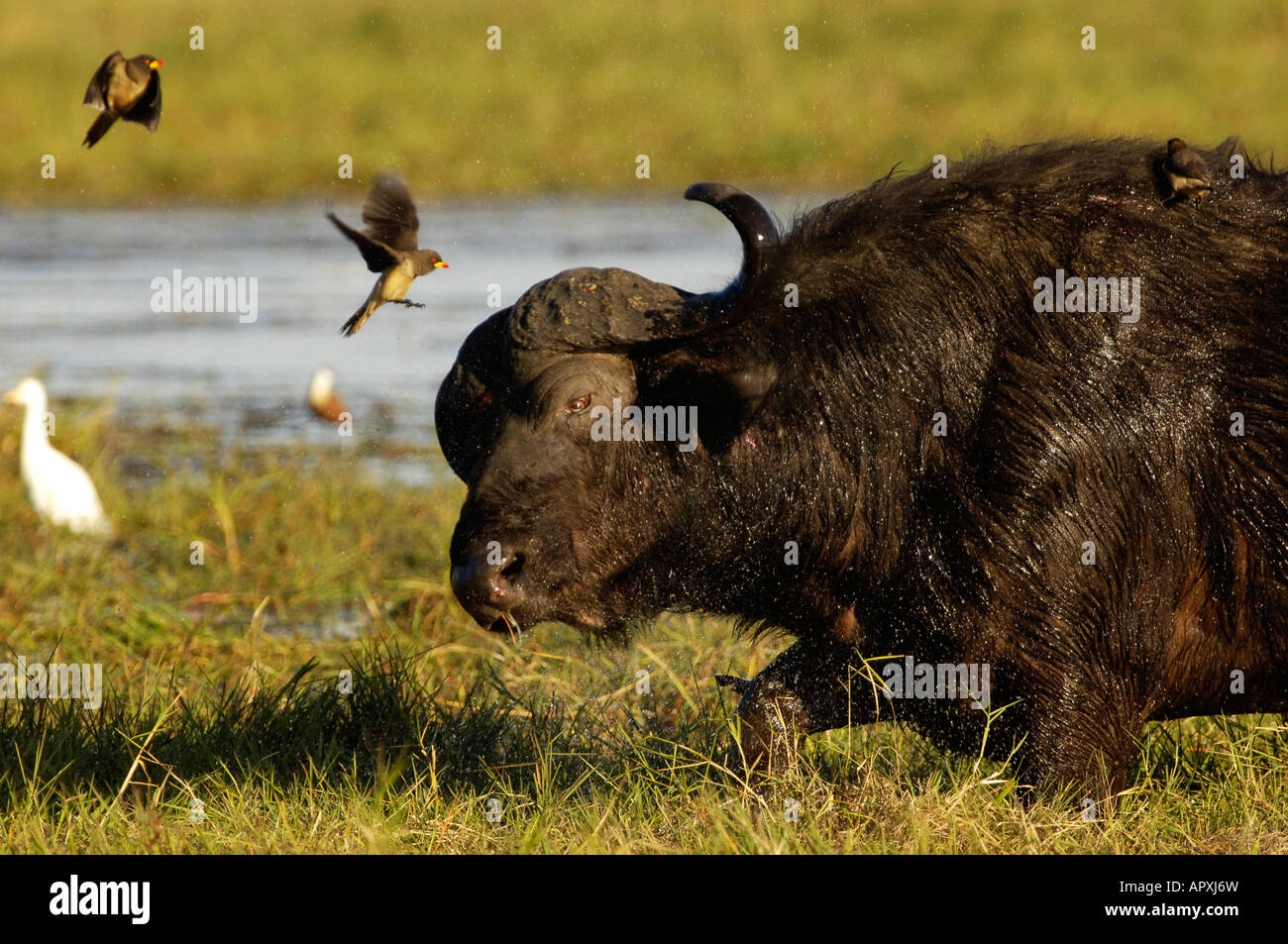 Buffalo charging through water with yellow billed oxpeckers landing on ...