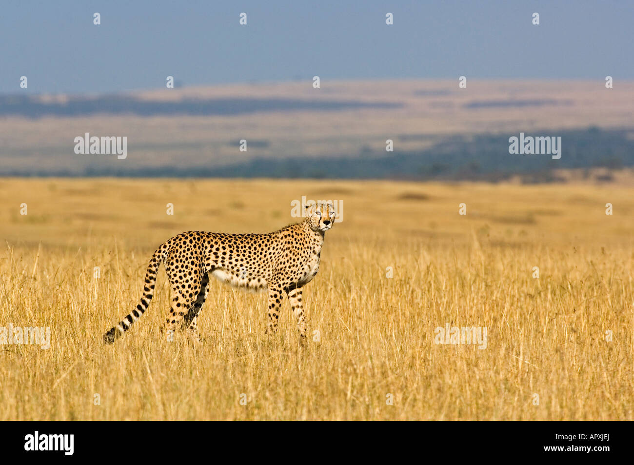 Cheetah in grass masai hi-res stock photography and images - Alamy