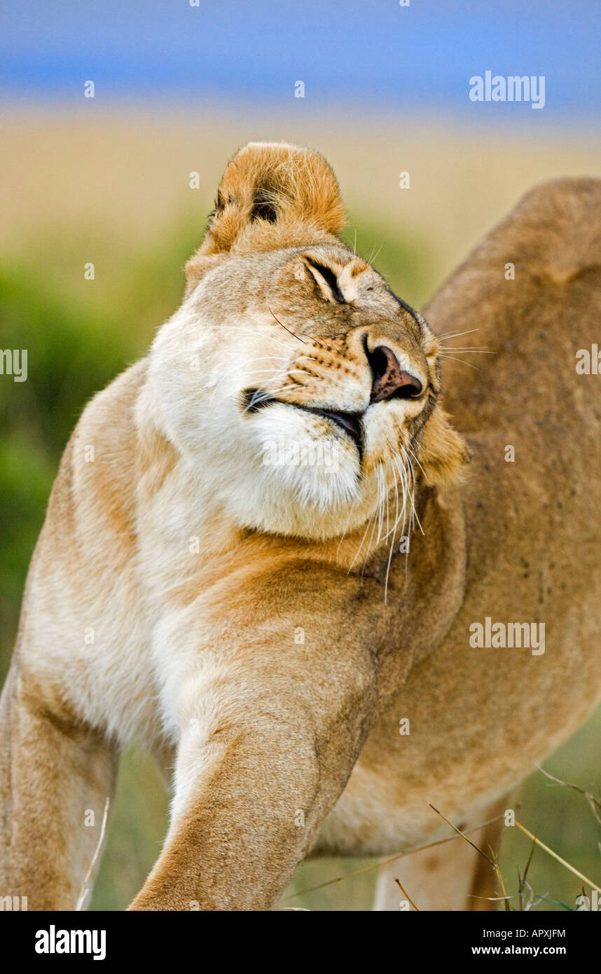 Lioness (Panthera leo) stretching Stock Photo - Alamy