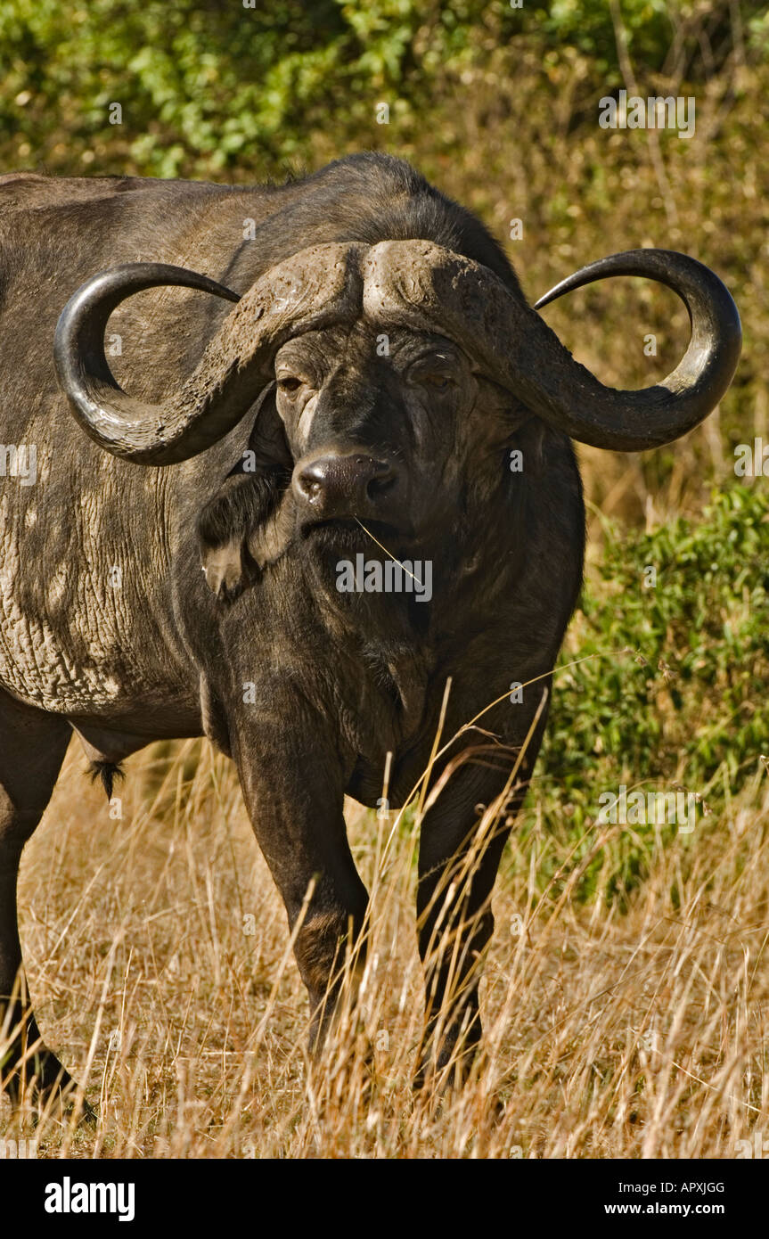 African buffalo trophy hi-res stock photography and images - Alamy