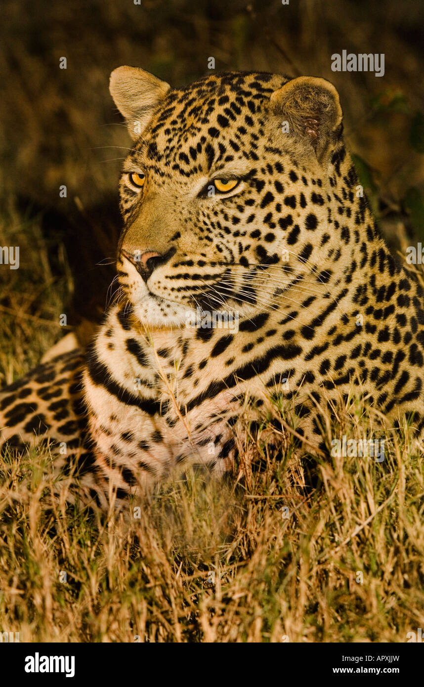 Leopard portrait (Panthera pardus) at night in grass Stock Photo - Alamy
